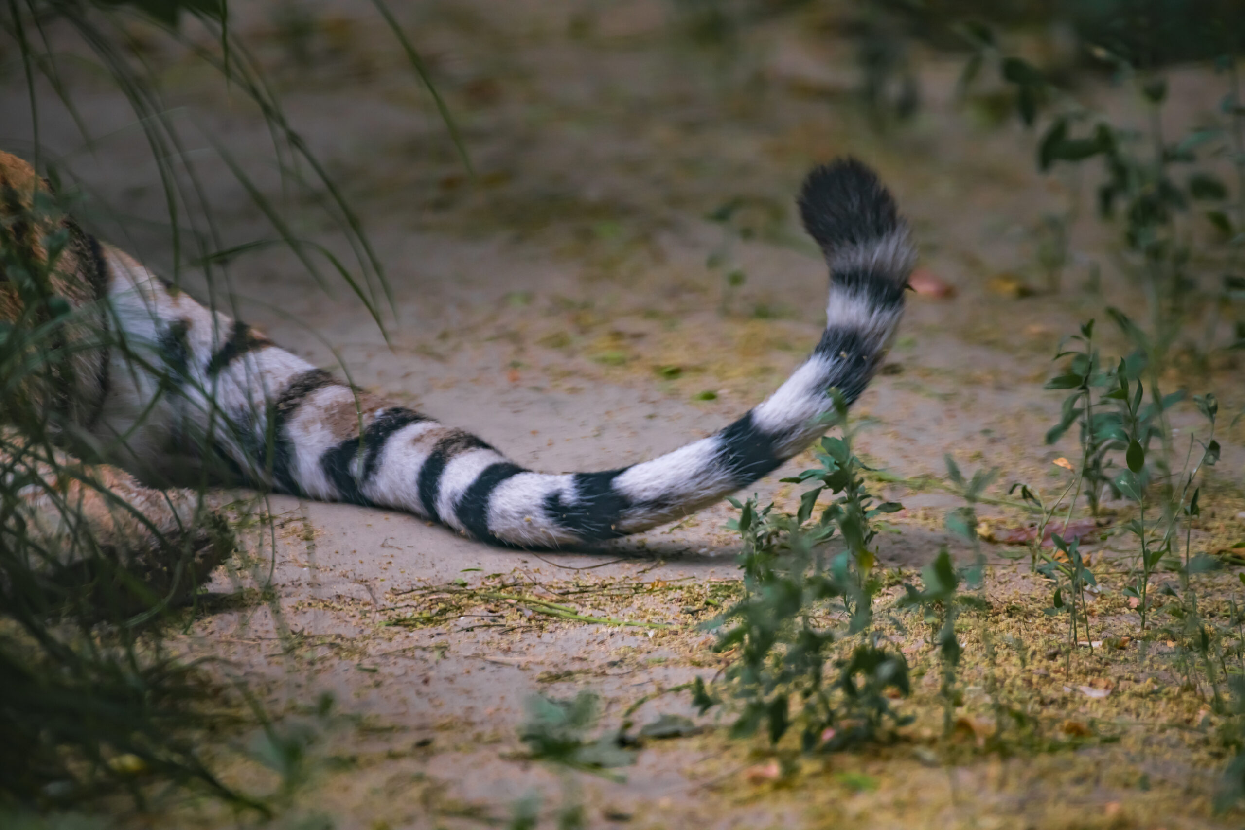 Goyder-backed Metal Hawk reckons it’s got a golden tiger by the tail ...